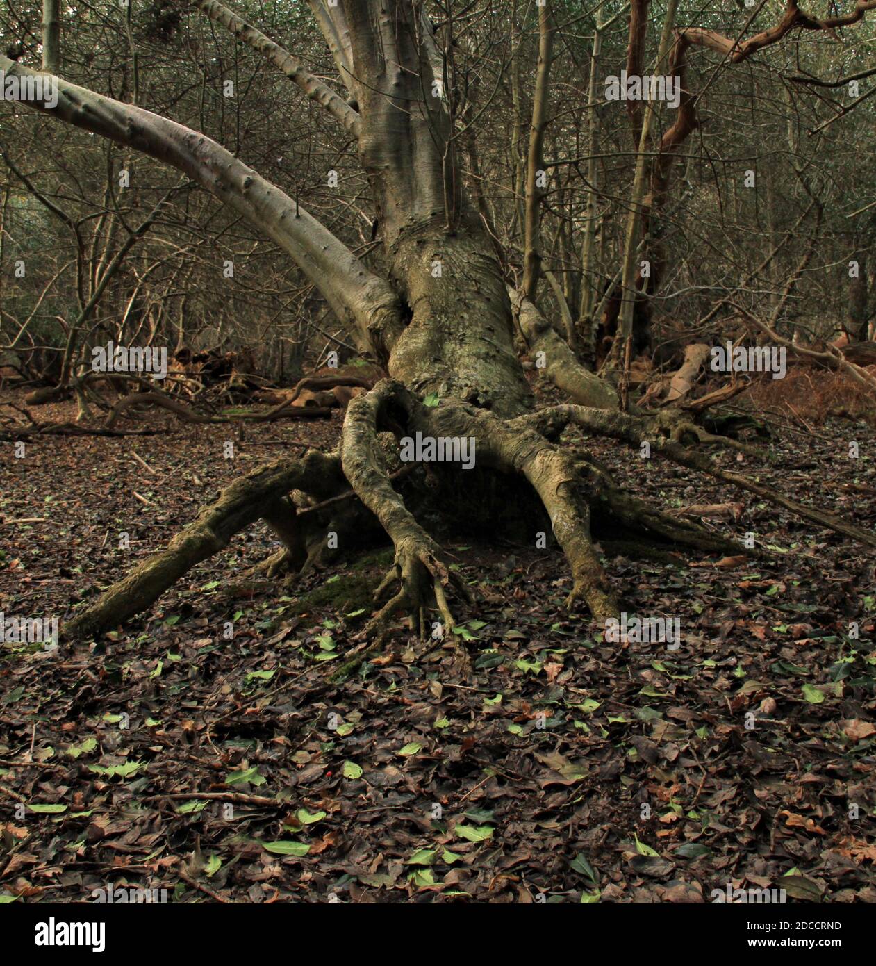 Lord of the rings elves hi-res stock photography and images - Alamy