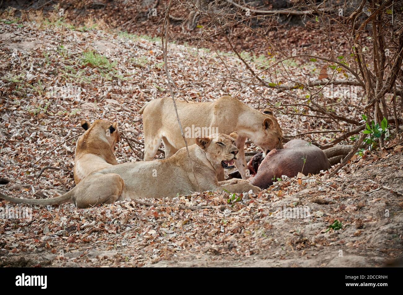 lioness with kill, lion (Panthera leo), South Luangwa National Park ...