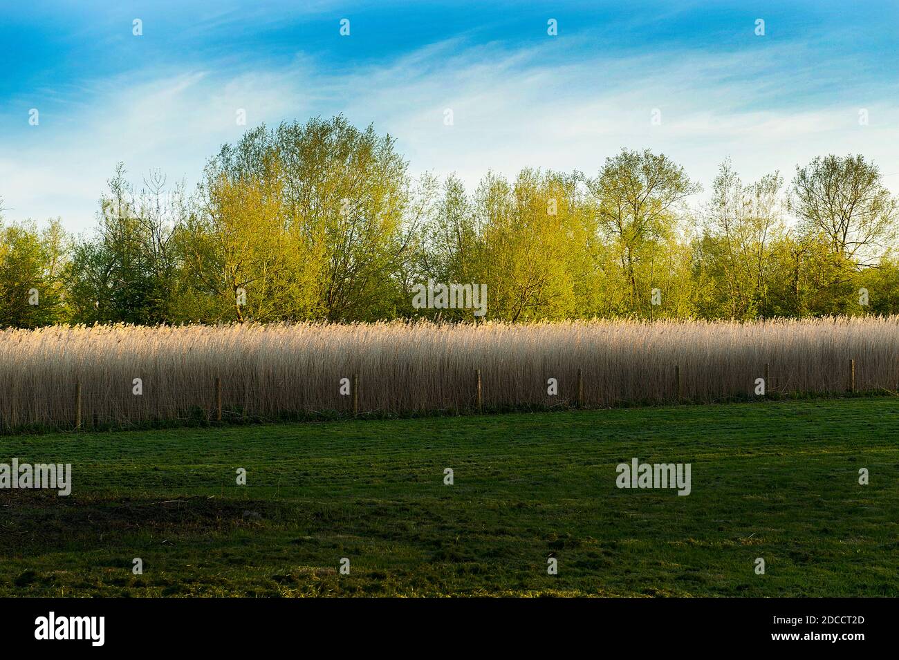 Reed bed freshness hi-res stock photography and images - Alamy
