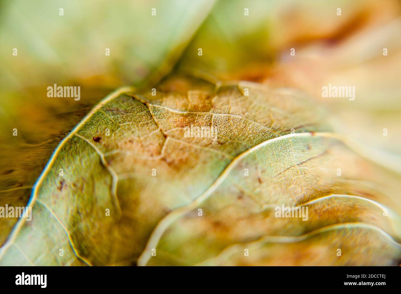 Leaves close up background. Dry in old leaves with a micro pattern on a ...