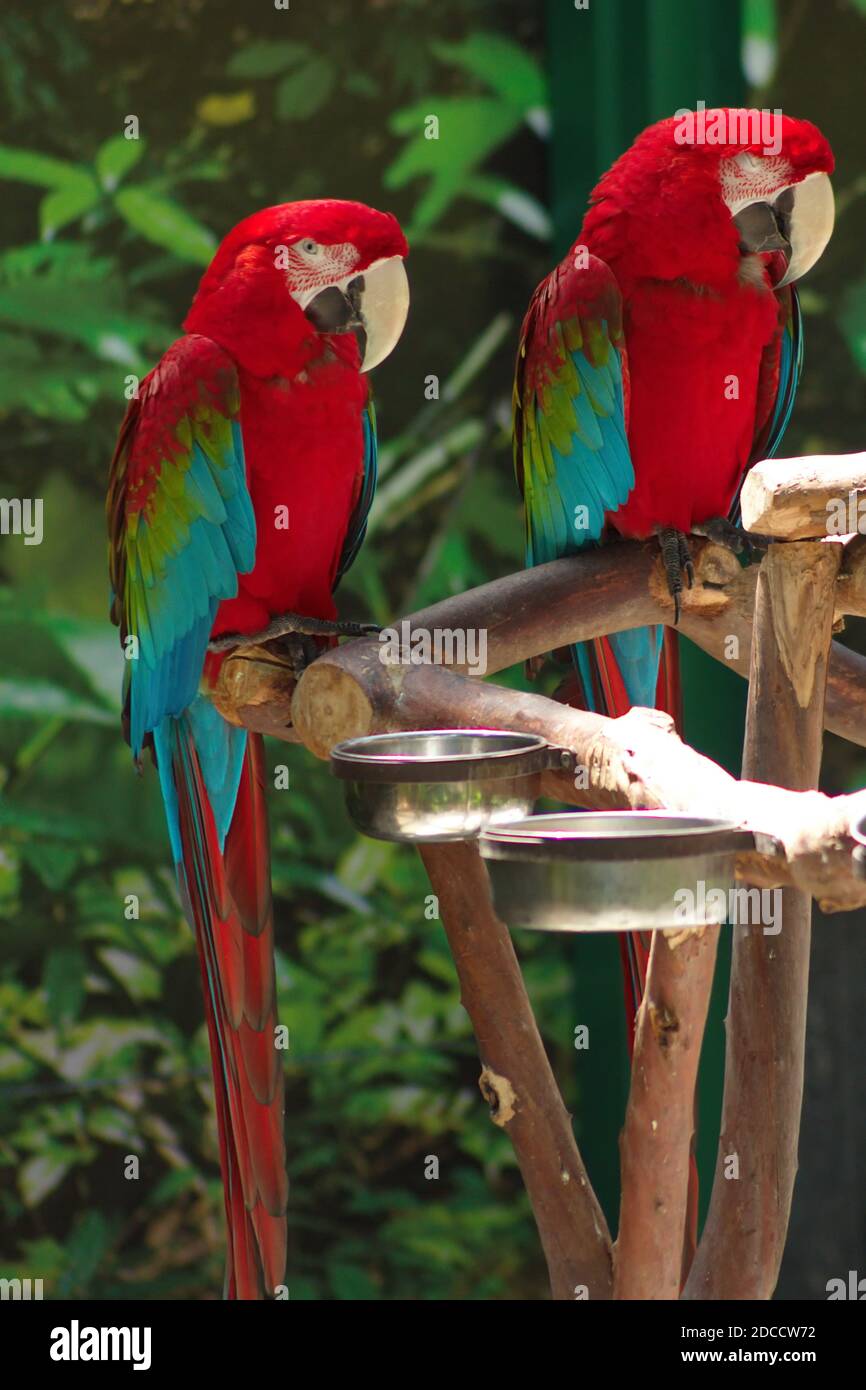 This is Carmen and Maria, two Red and green macaws Stock Photo - Alamy