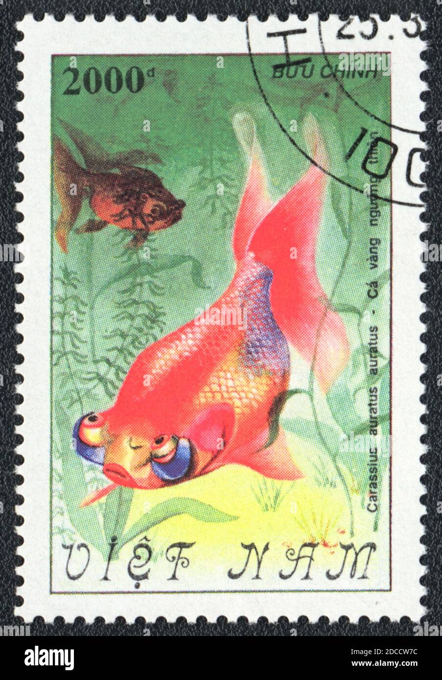 A stamp printed in Vietnam shows a Fantail Celestial eye goldfish or ...