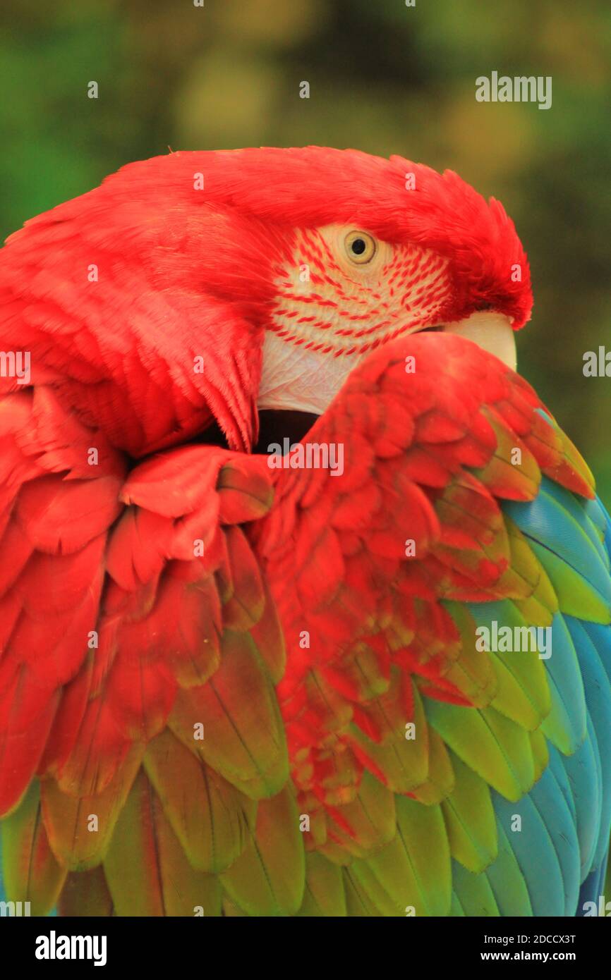 This macaw is a bit shy Stock Photo - Alamy