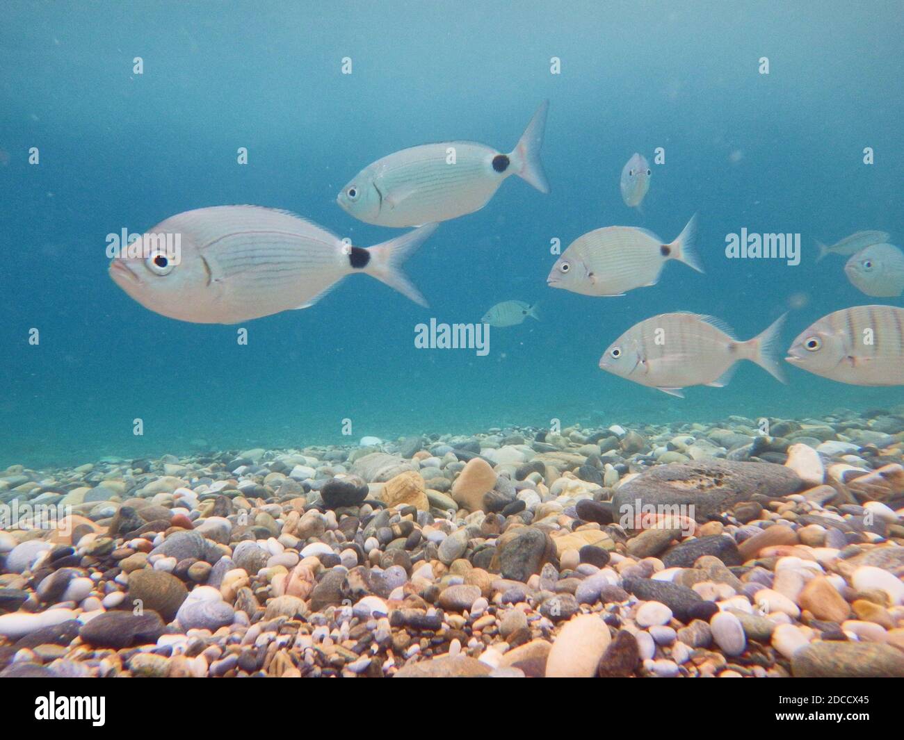underwater fish photography Stock Photo - Alamy
