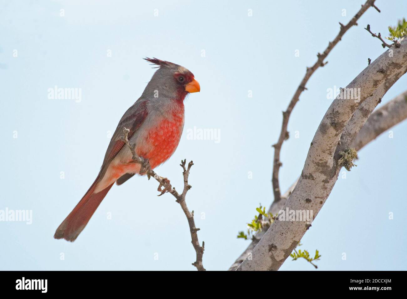 Desert cardinal texas hi-res stock photography and images - Alamy