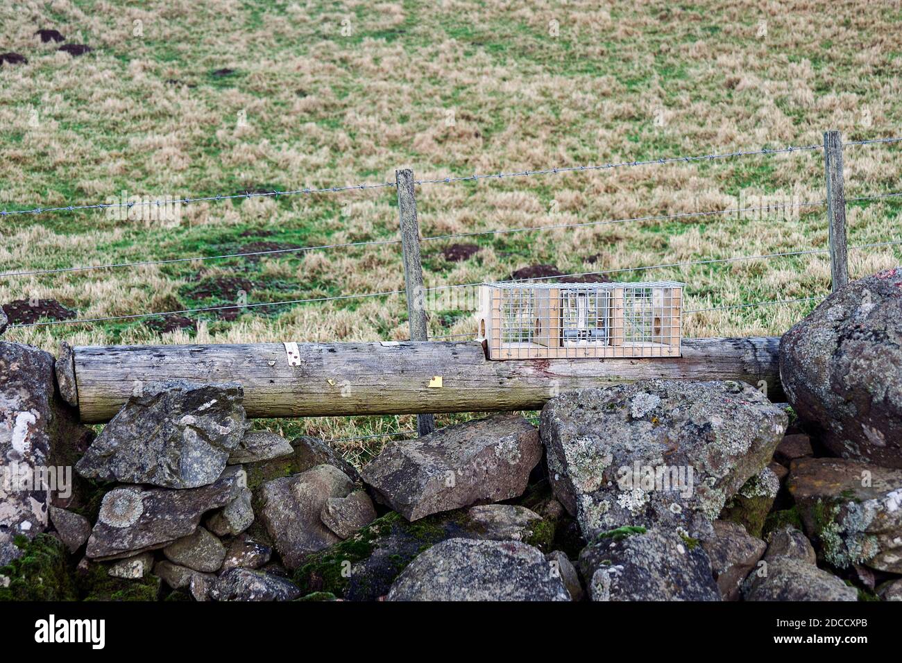 Landscape image of Fenn animal trap placed on wooden pole bringing a ...