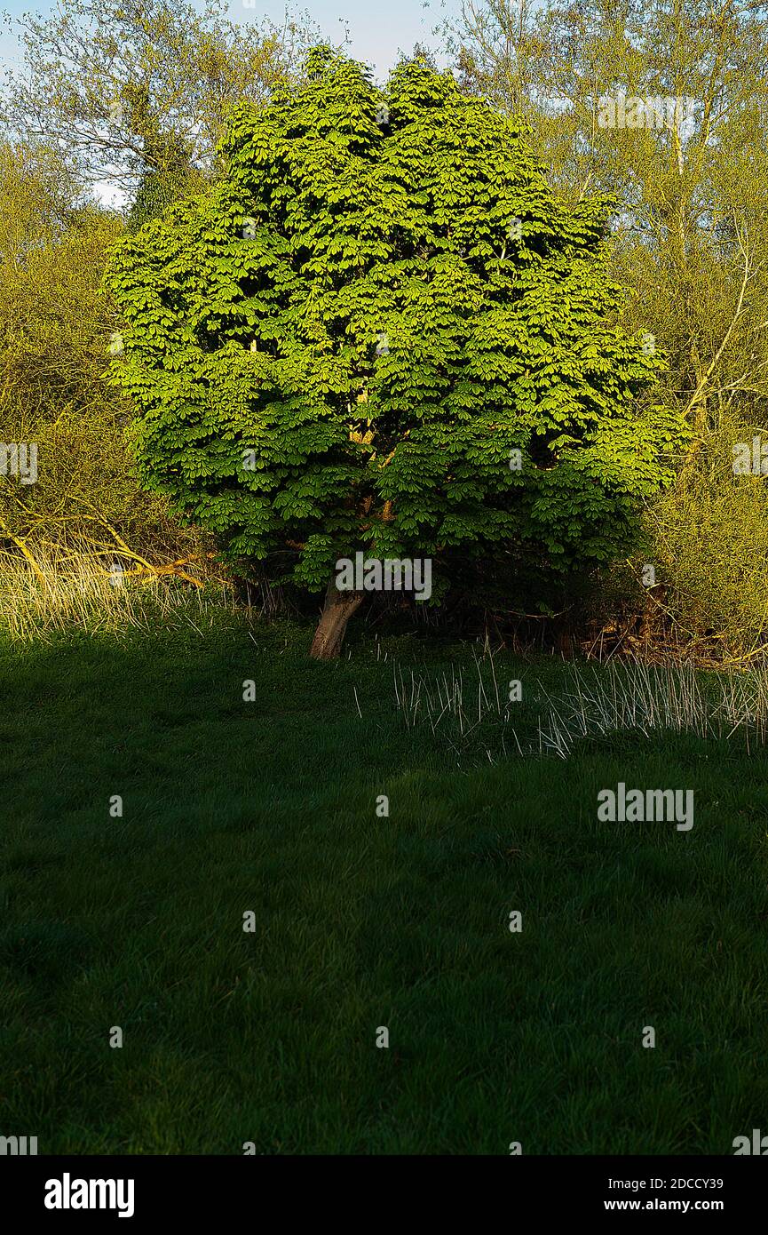 Tree In sunlight and shadow Stock Photo - Alamy