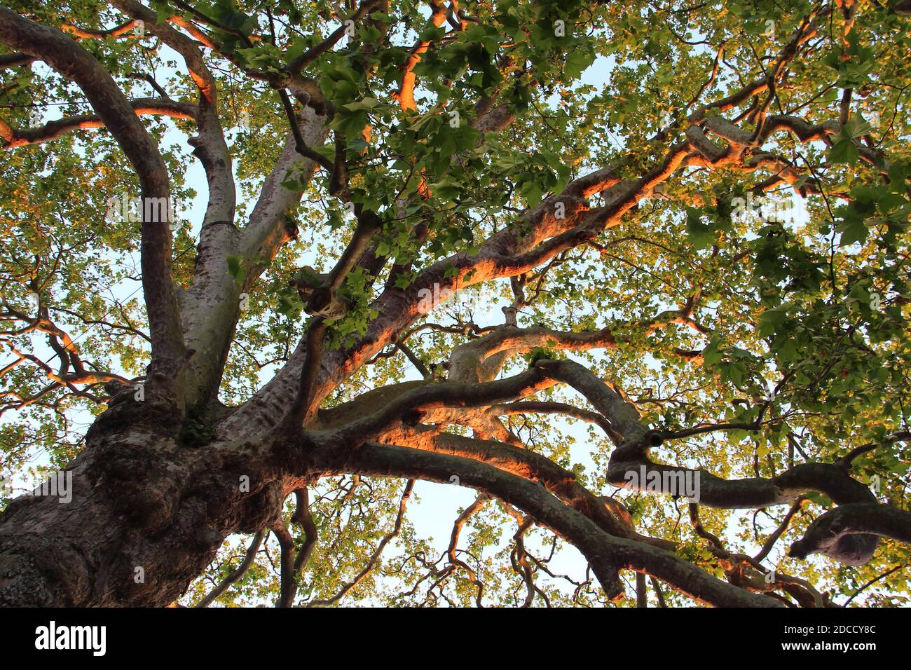 liberty tree in normandy (france Stock Photo - Alamy