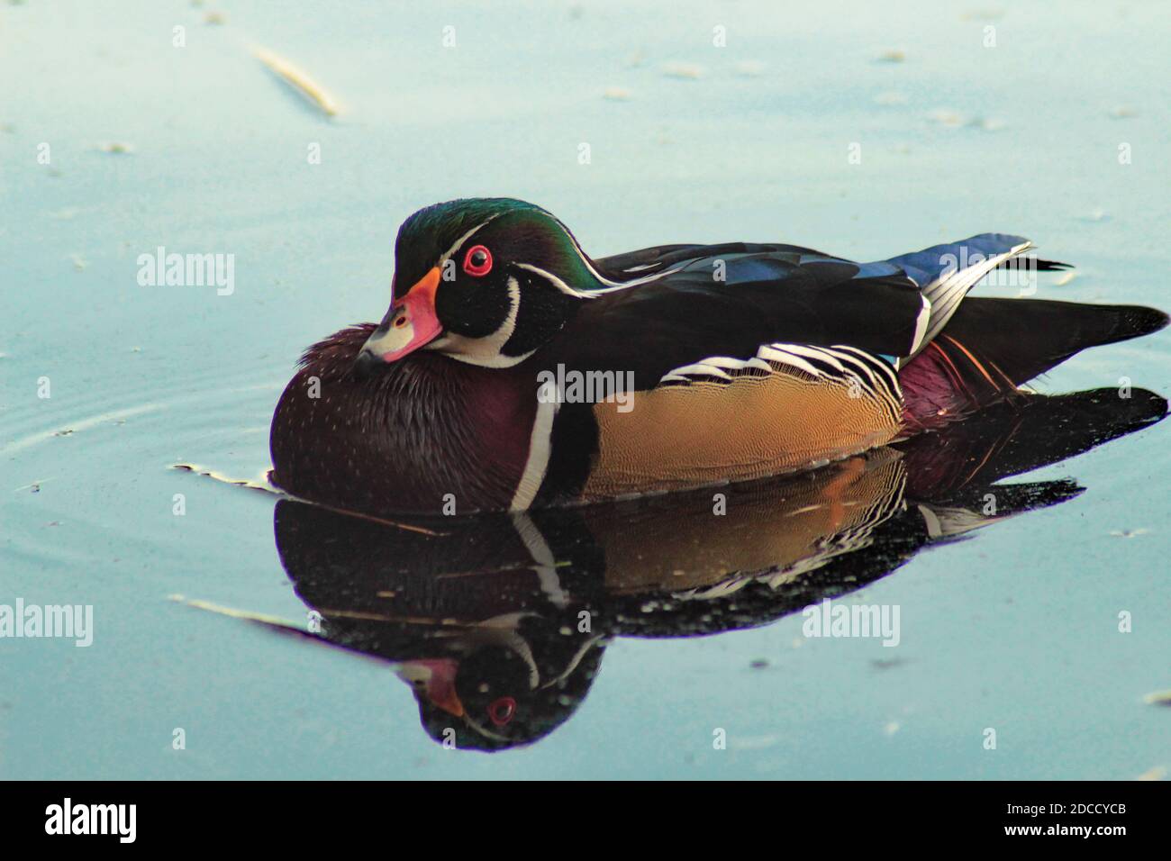 A wood duck and its reflection Stock Photo - Alamy