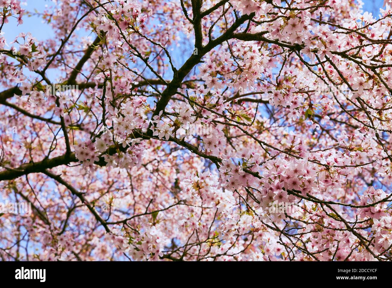 photography of flowering trees Stock Photo - Alamy