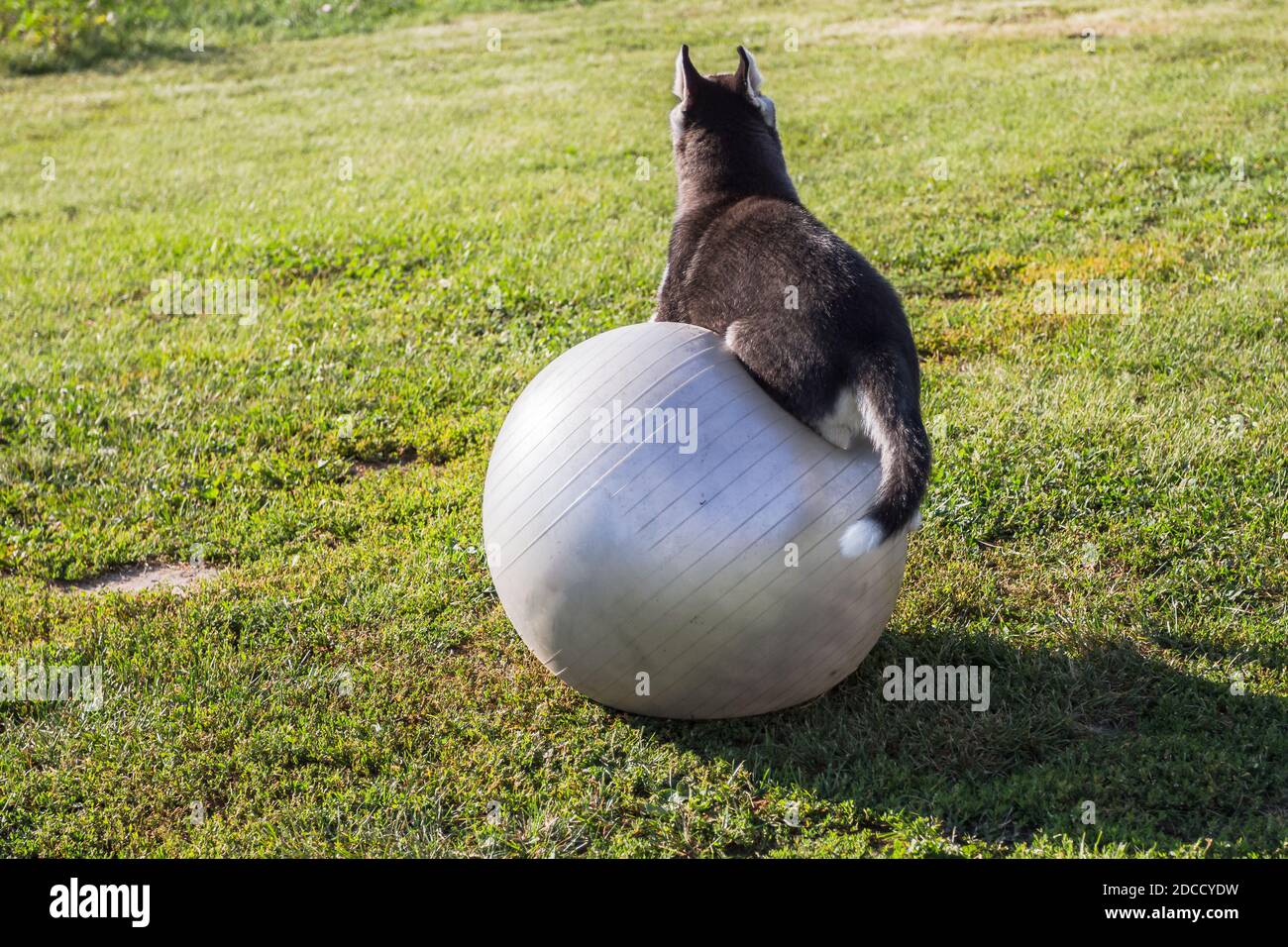 Husky ball grass black puppy hi-res stock photography and images - Alamy