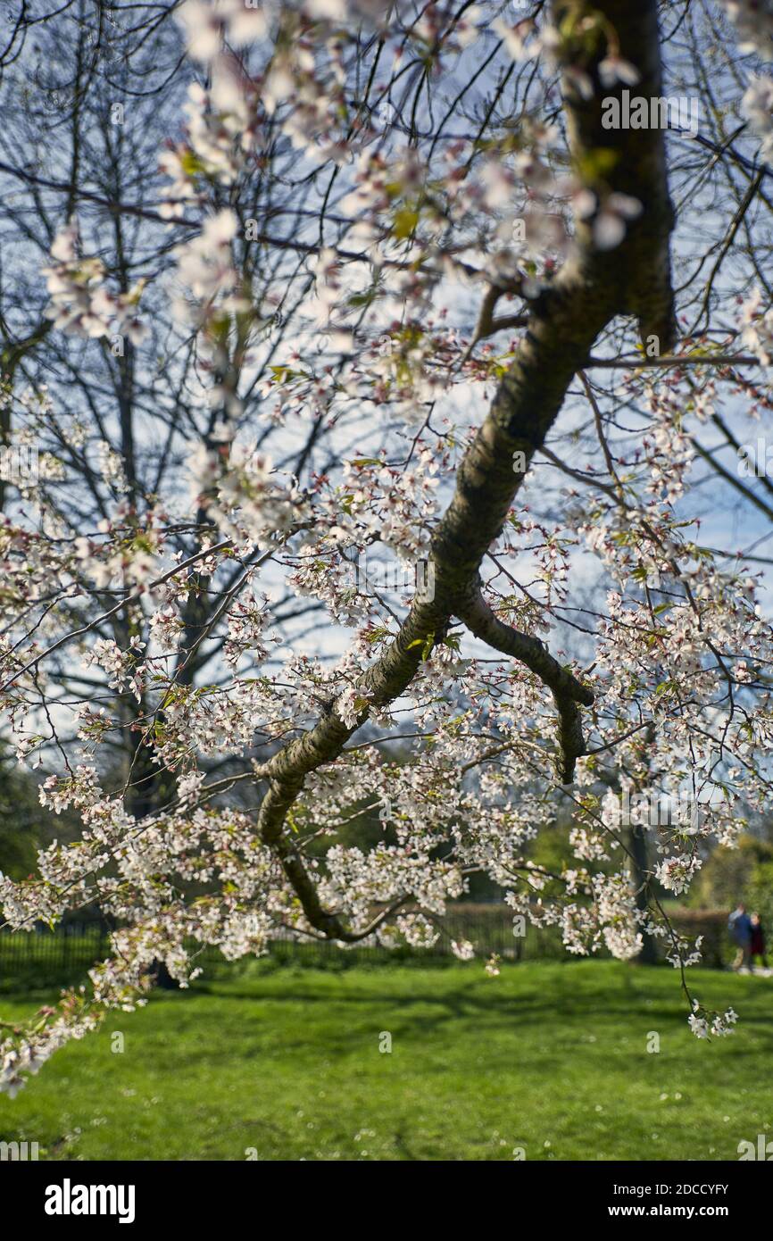 photography of flowering trees Stock Photo - Alamy