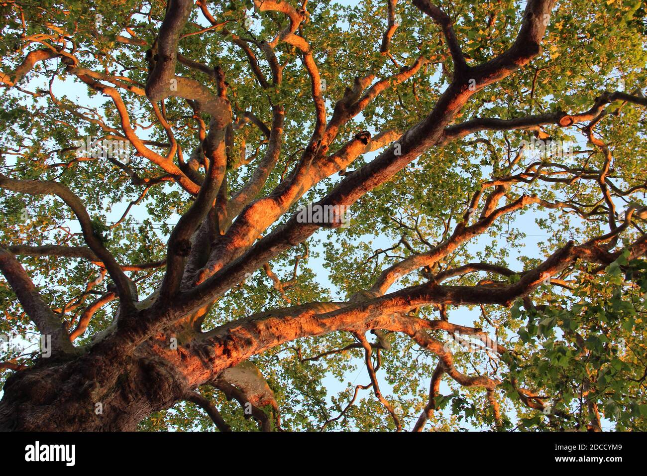 liberty tree in normandy (france Stock Photo - Alamy