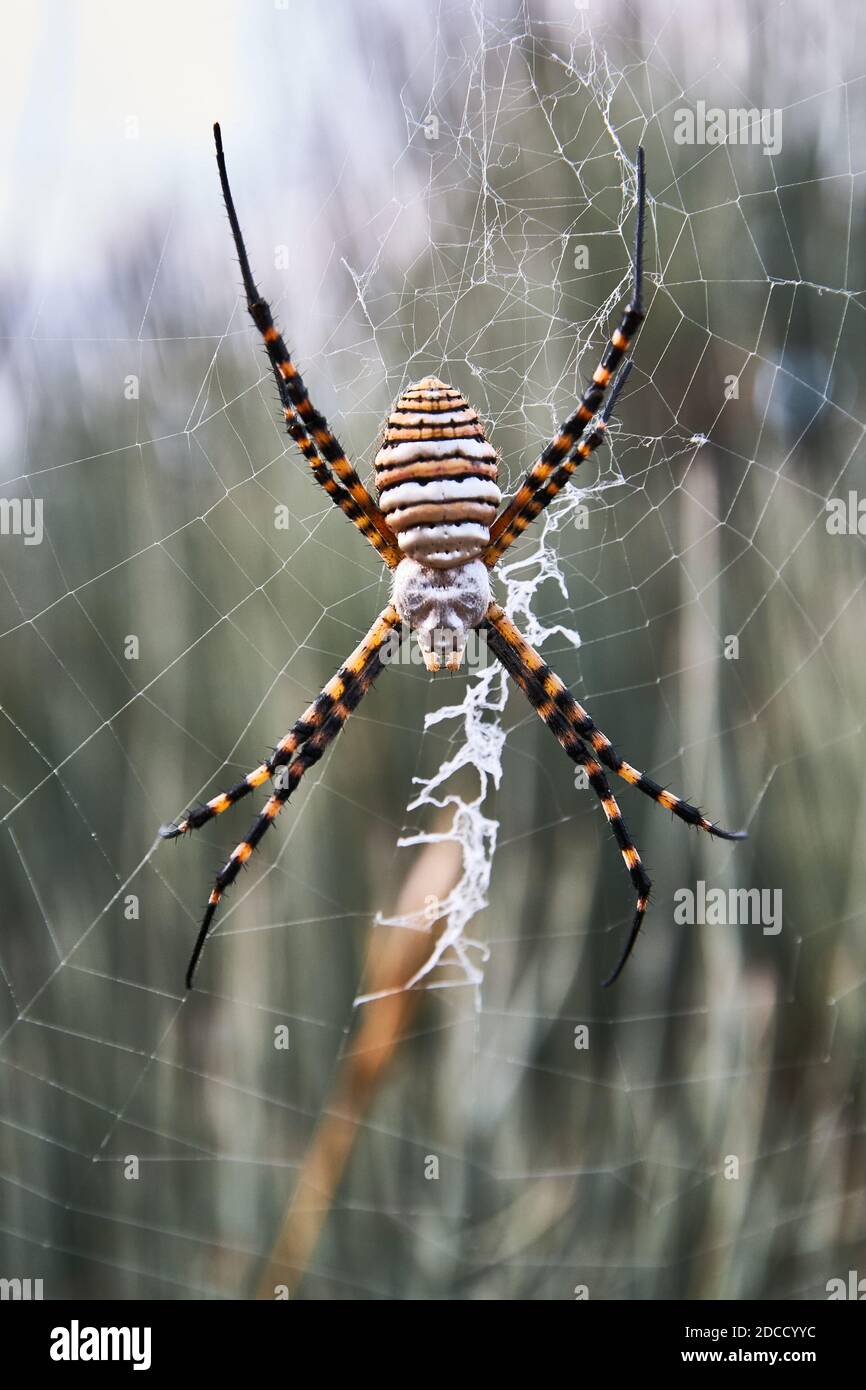 cobweb and spider photography Stock Photo - Alamy