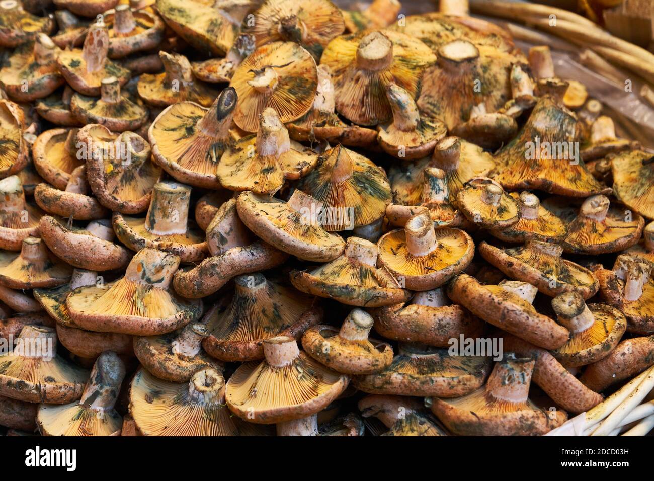 Mushroom vector set hi-res stock photography and images - Alamy