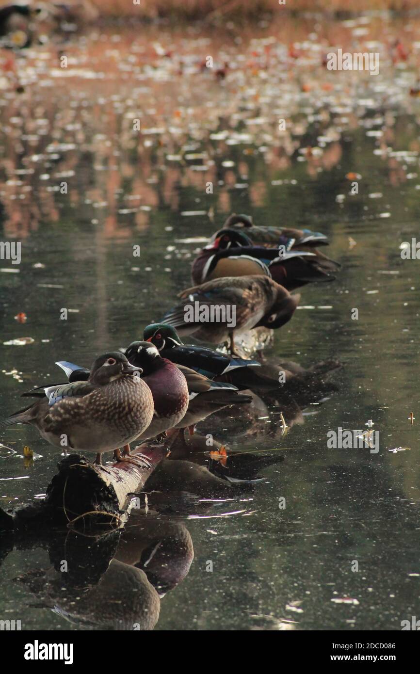 Beaver duck hi-res stock photography and images - Alamy