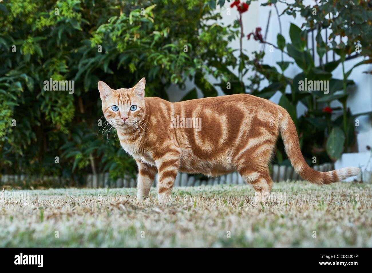 photography of a cat Stock Photo - Alamy