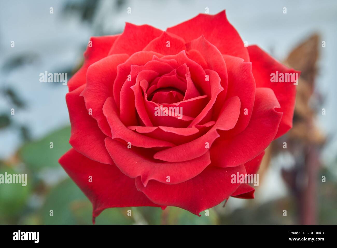 red rose photography Stock Photo - Alamy