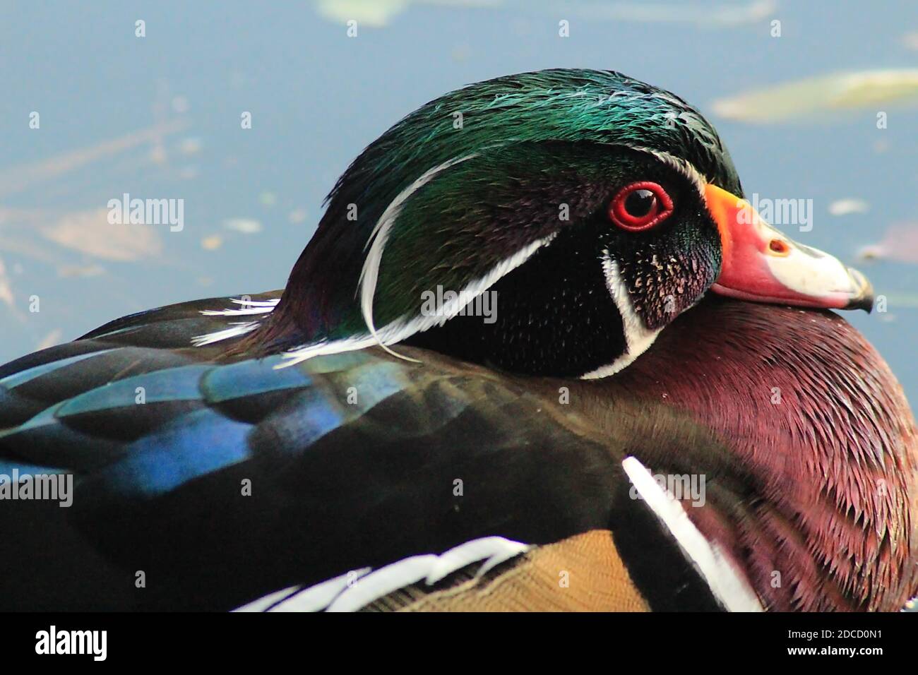 Here is a close-up of a male wood duck, aka Carolina duck Stock Photo ...