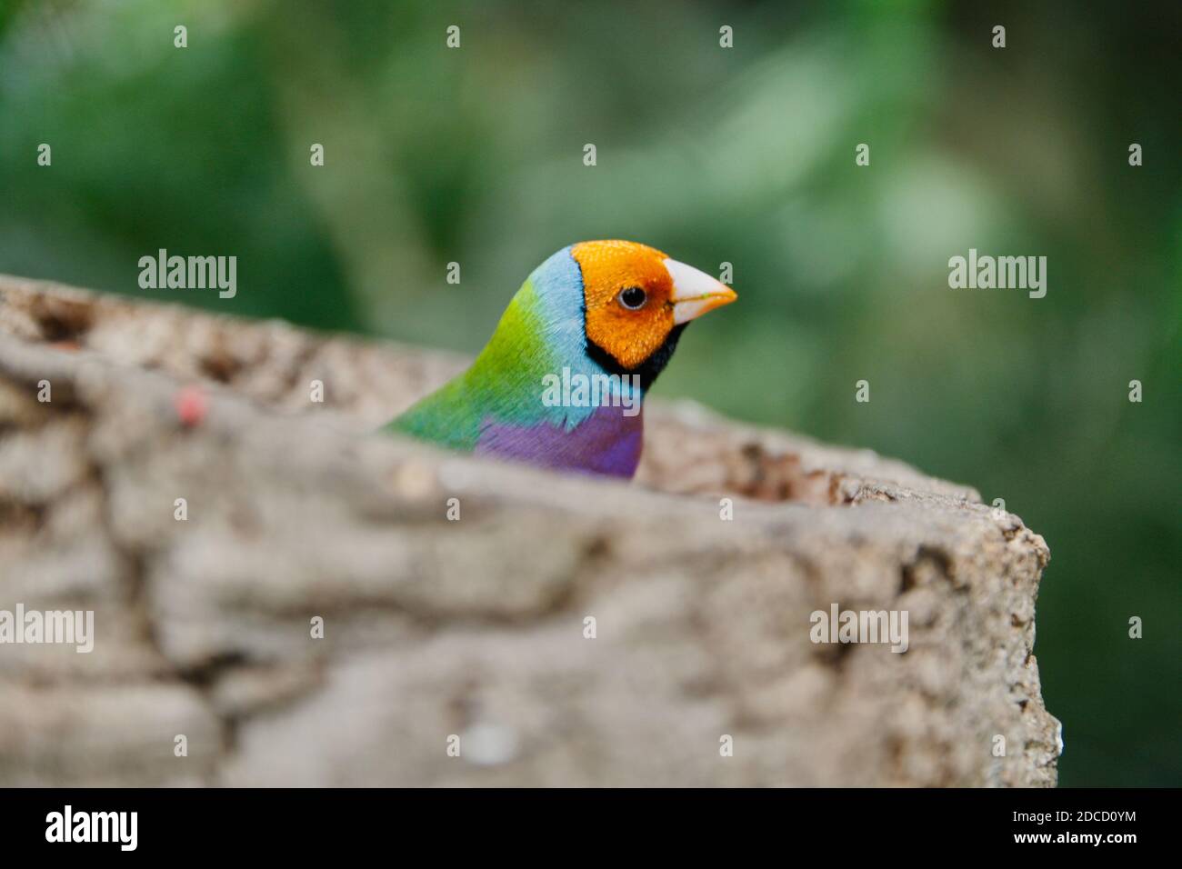 colorful bird photography Stock Photo - Alamy