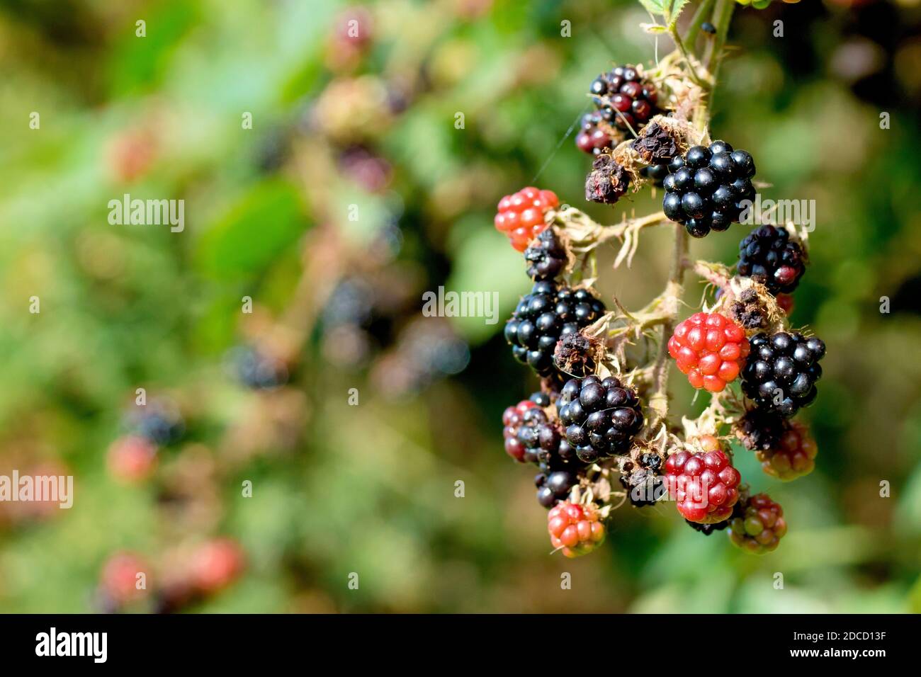 Wildflowers fruit fruits hi-res stock photography and images - Alamy