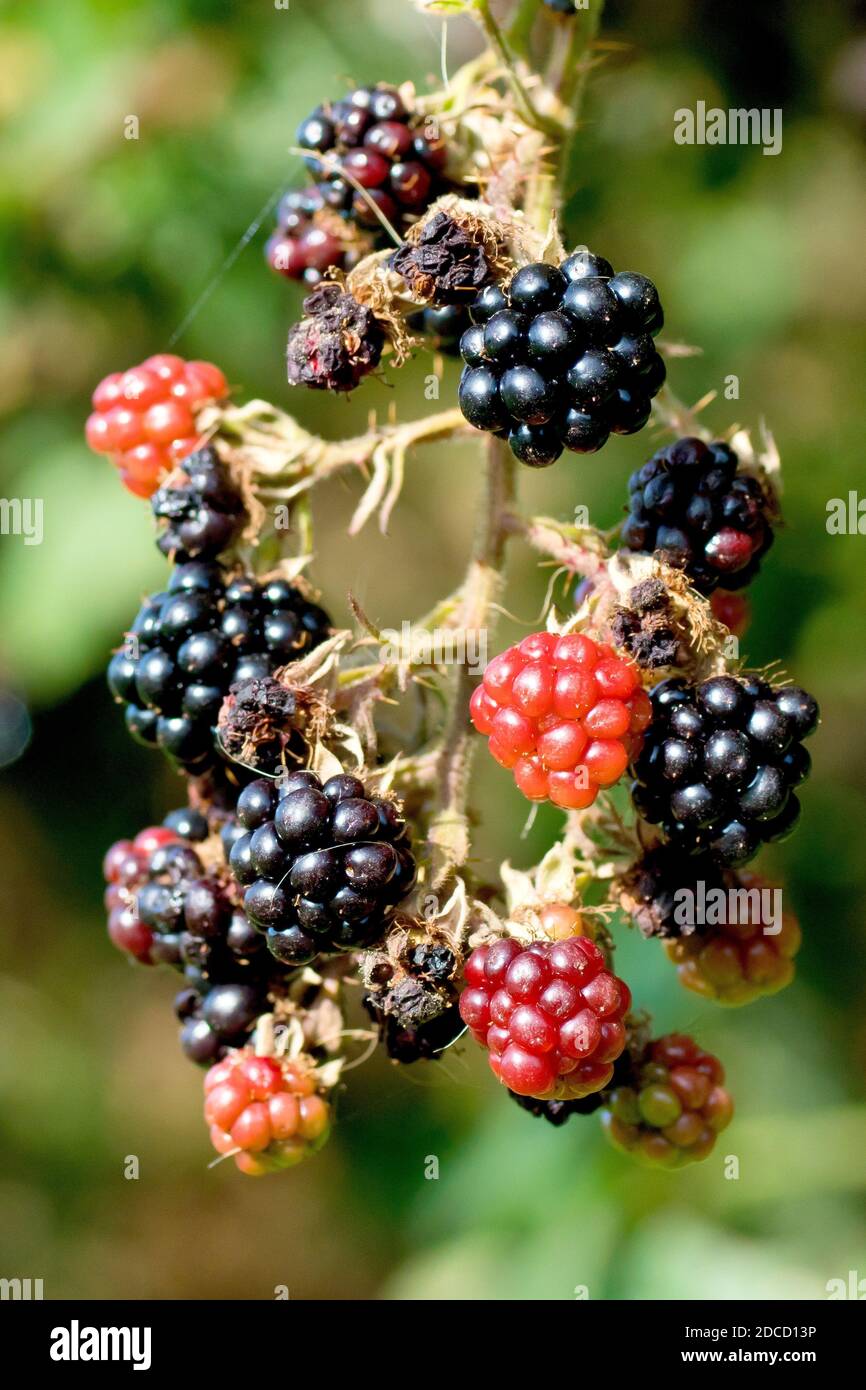 Wildflowers fruit fruits hi-res stock photography and images - Alamy