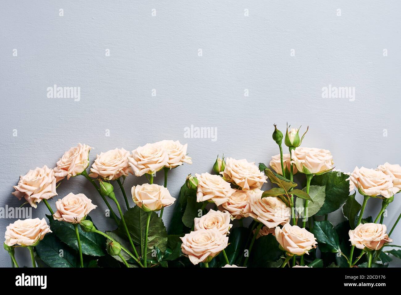 Border of beige roses flowers on a gray, blue background Stock Photo ...