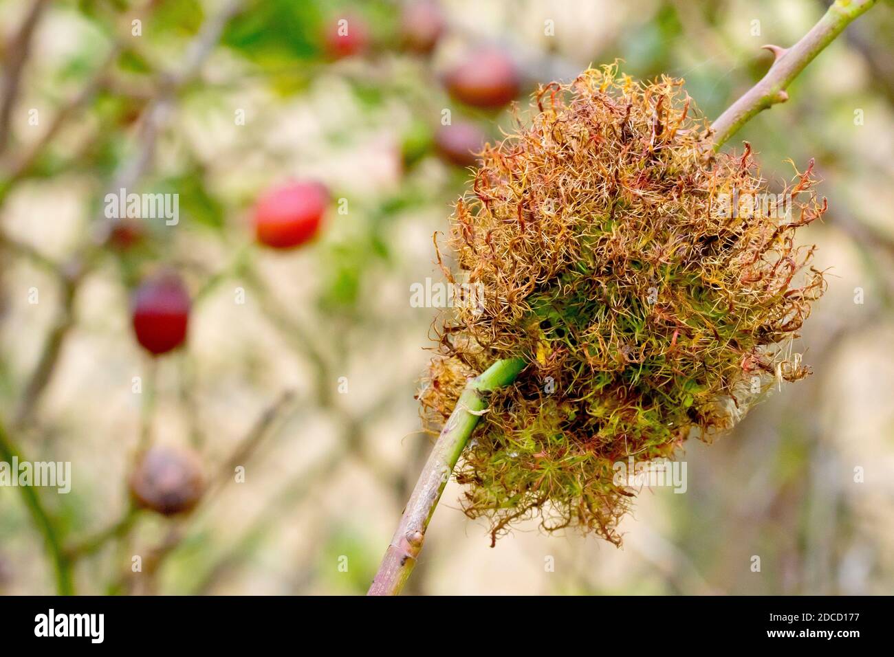Rose nursery hi-res stock photography and images - Alamy