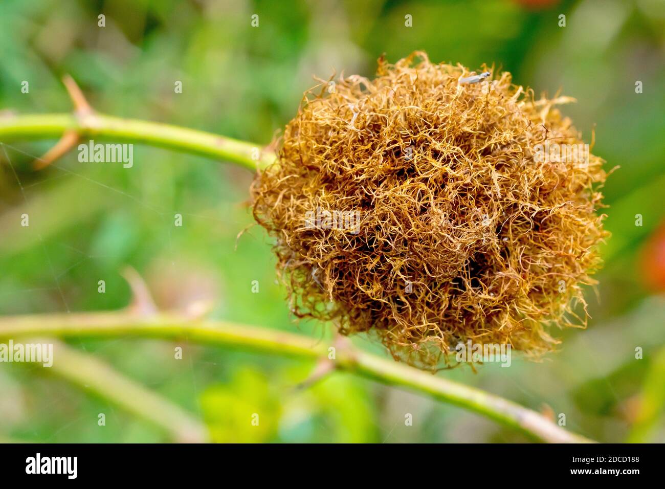 Rose nursery hi-res stock photography and images - Alamy