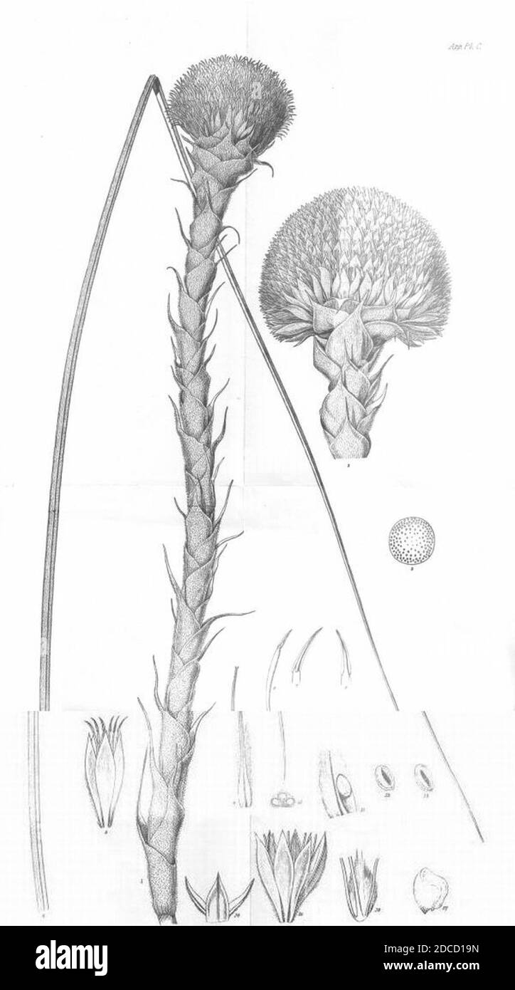 Kingia Australis. 1827 Stock Photo - Alamy