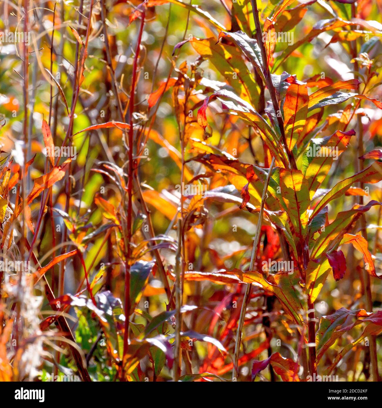 Native fireweed hi-res stock photography and images - Alamy