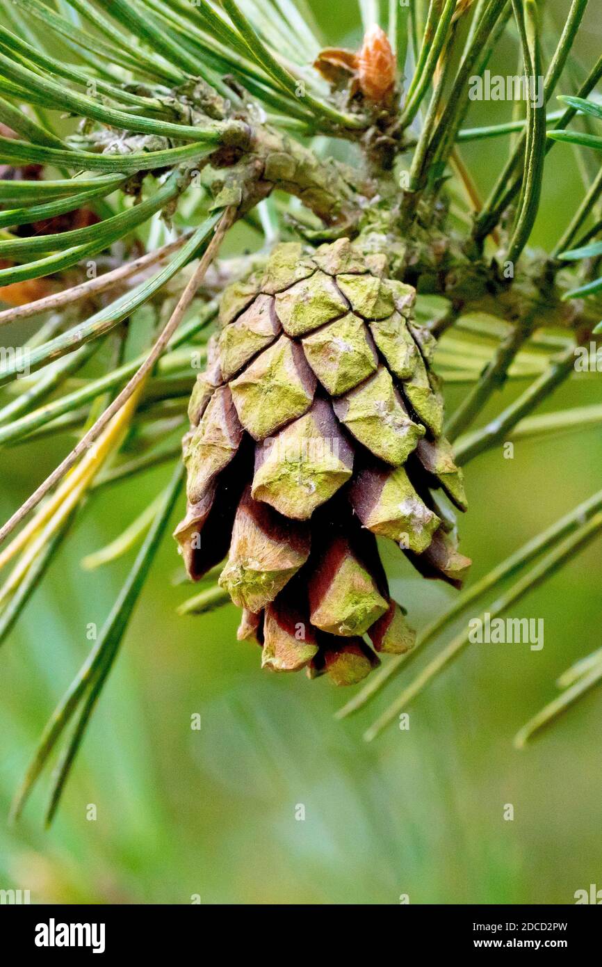 Pine cone scales hi-res stock photography and images - Alamy