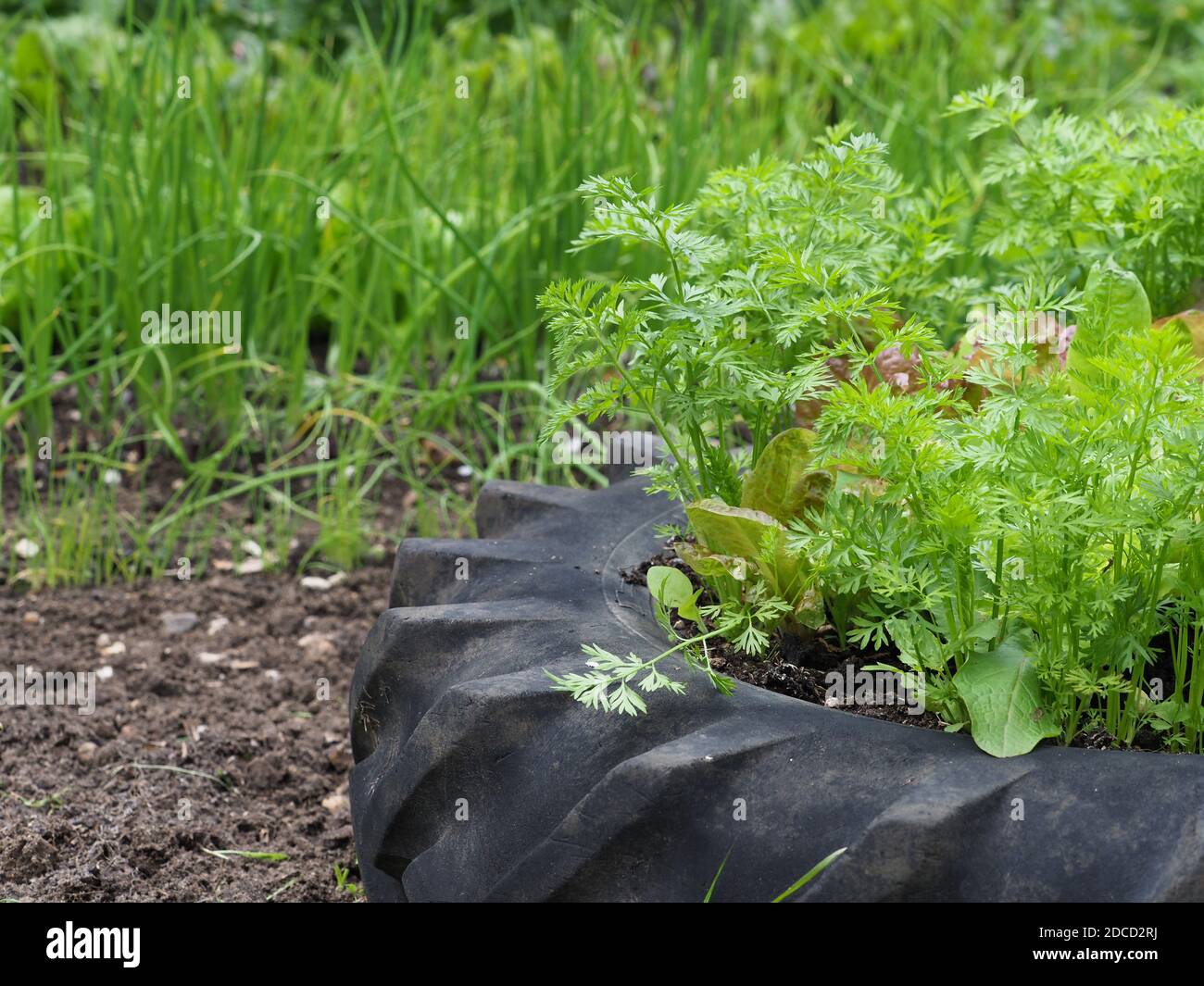 a small back yard vegetable plot growing salad crops Stock Photo - Alamy