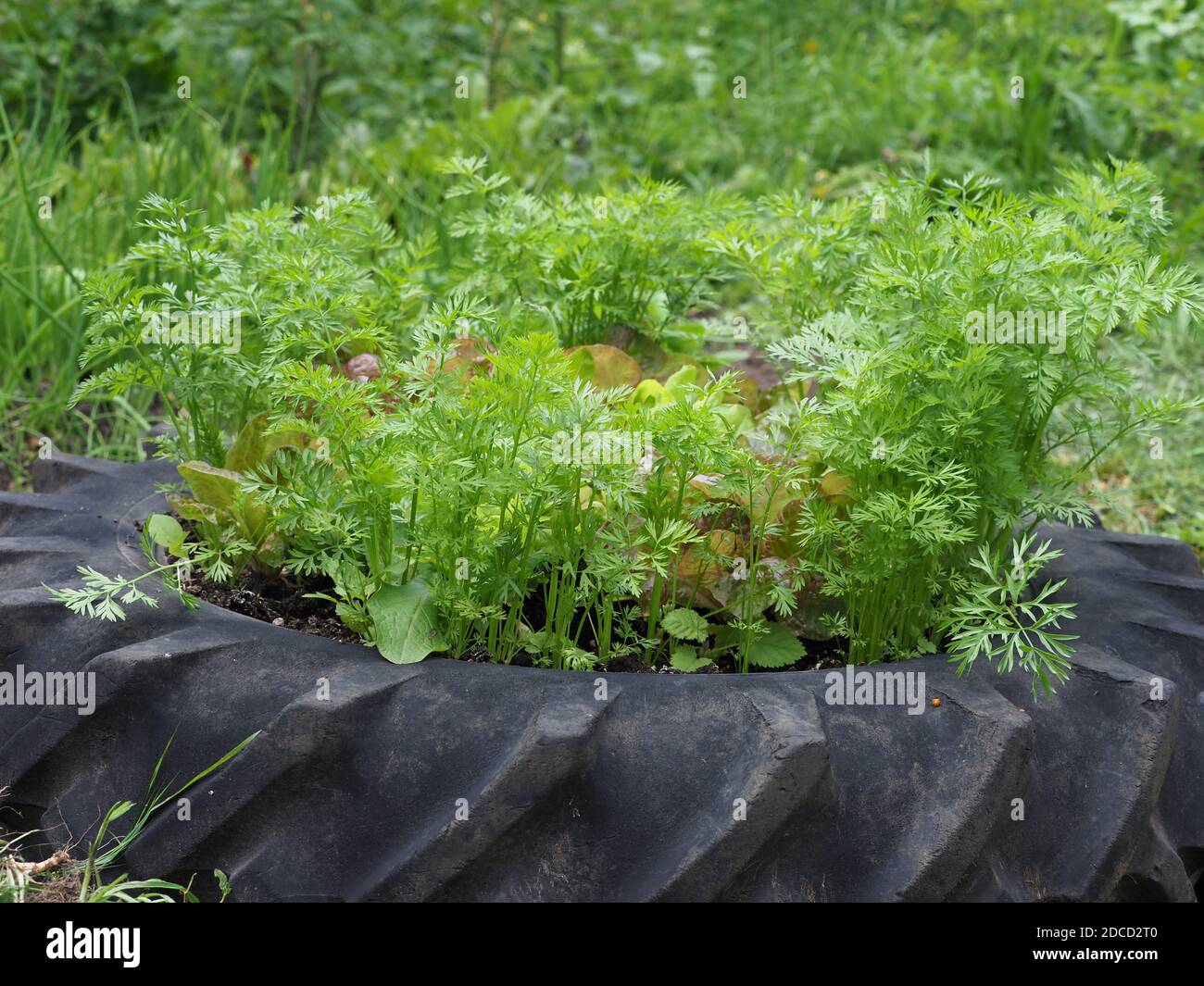 Carrots vegetable plot hi-res stock photography and images - Alamy
