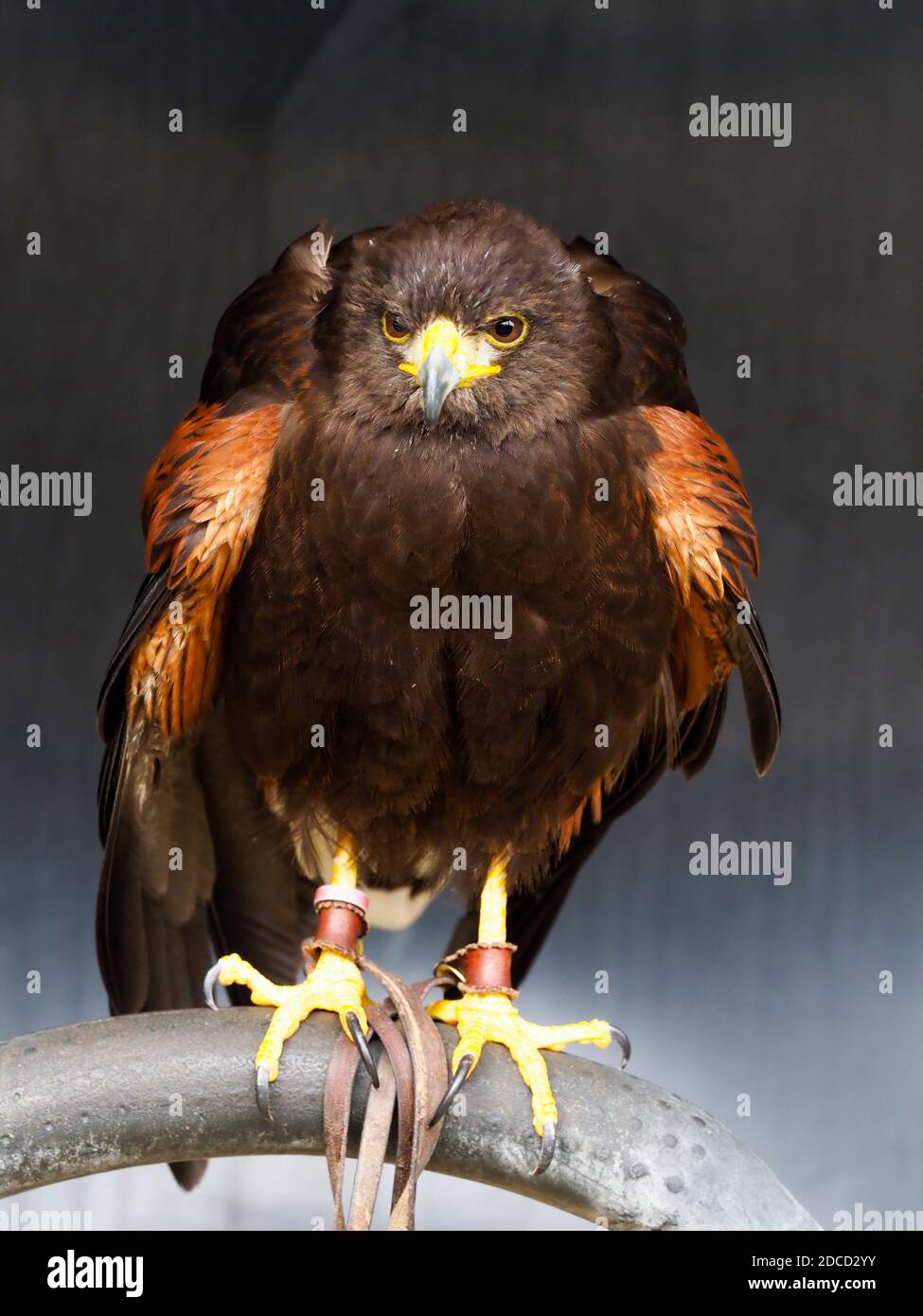 Hawk keeper hi-res stock photography and images - Alamy
