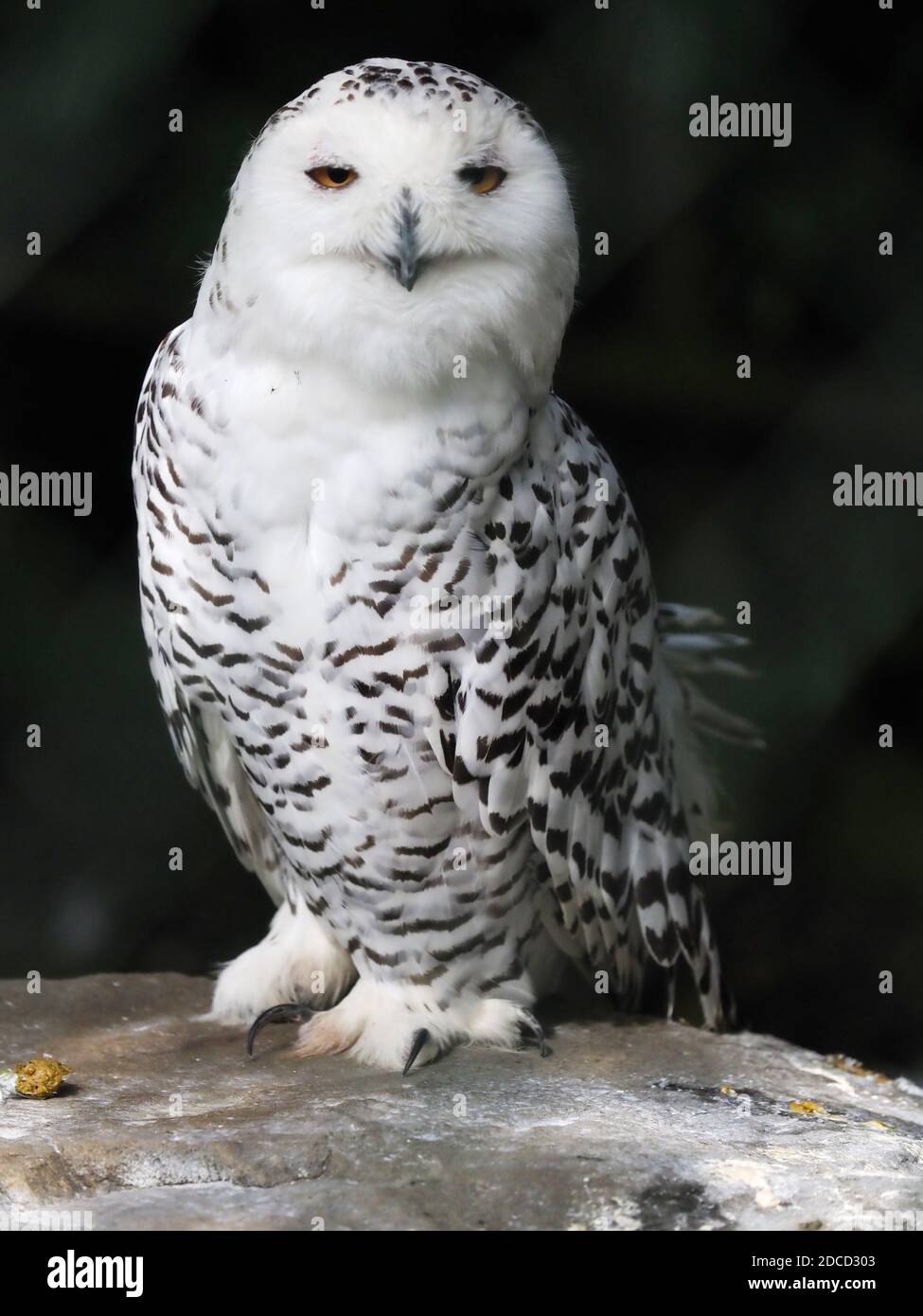 A beautiful captive Snowy Owl sits on a perch Stock Photo - Alamy