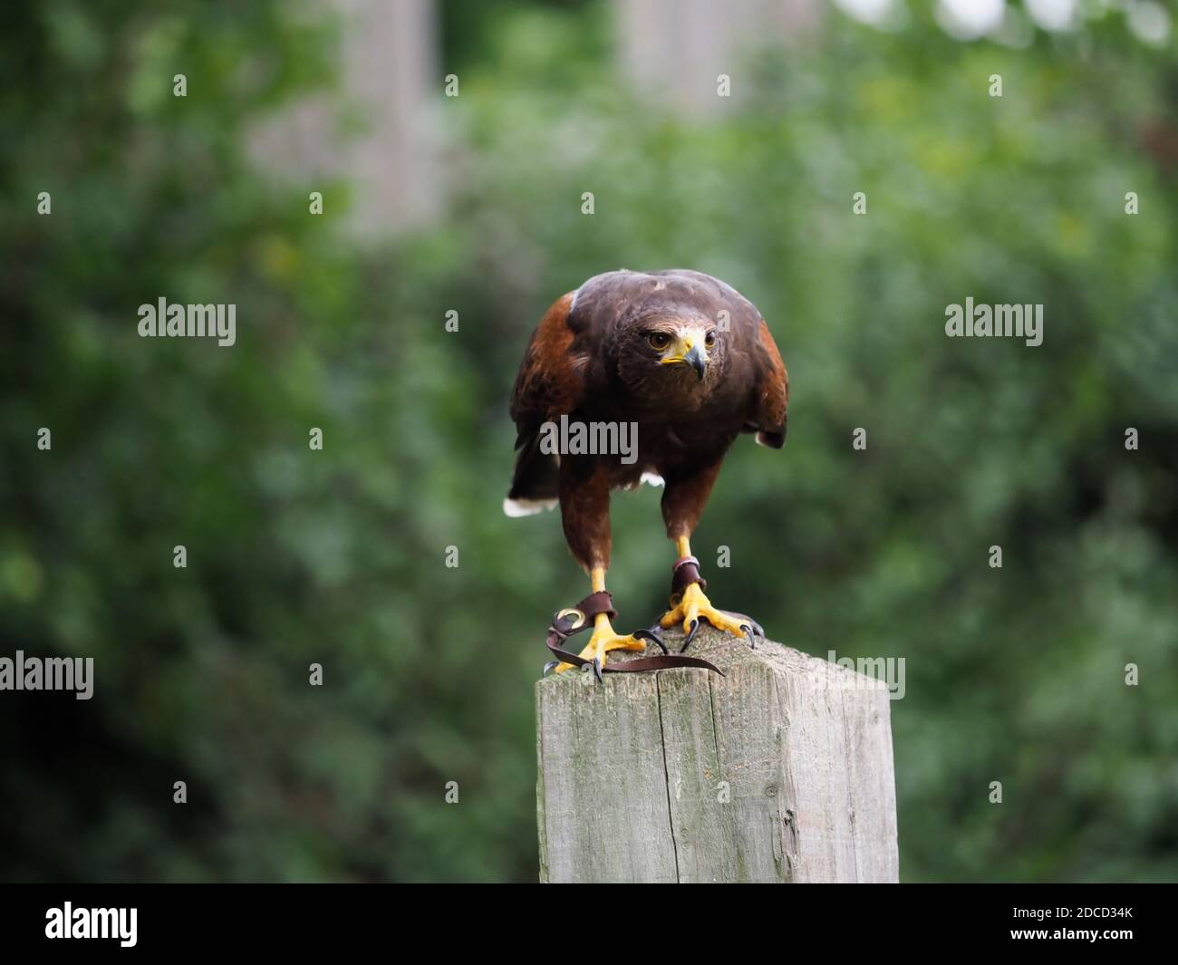 Hawk mews hi-res stock photography and images - Alamy