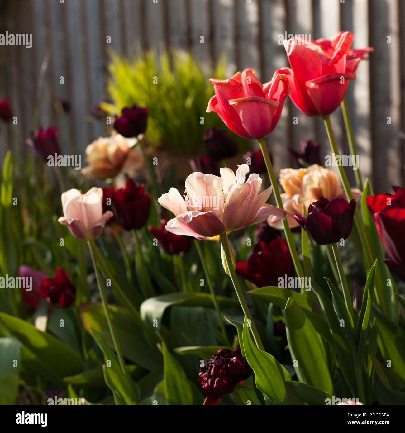 Border belle hi-res stock photography and images - Alamy