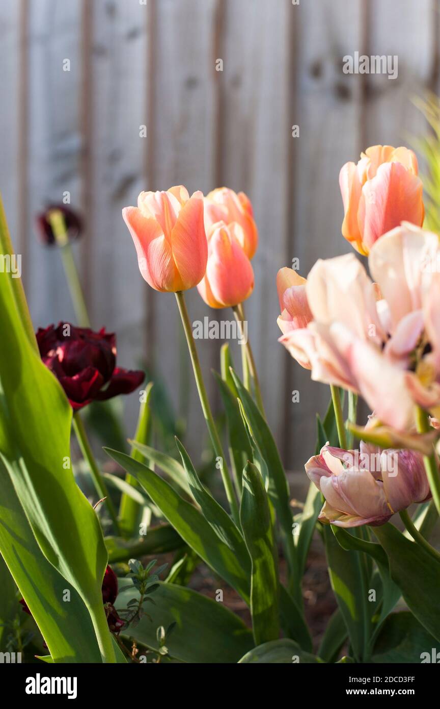 Tulip impression hi-res stock photography and images - Alamy