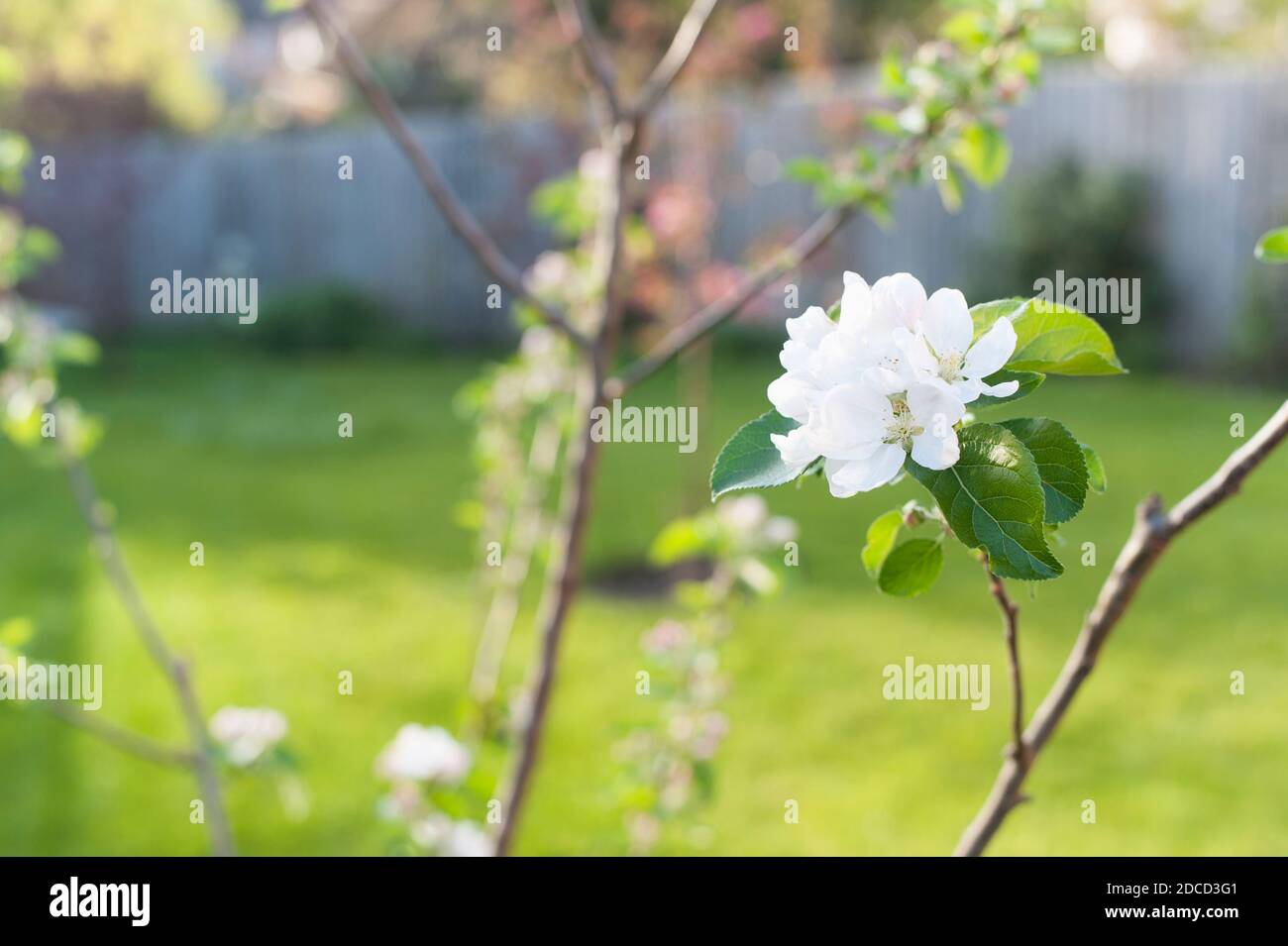 Red devil apple hi-res stock photography and images - Alamy