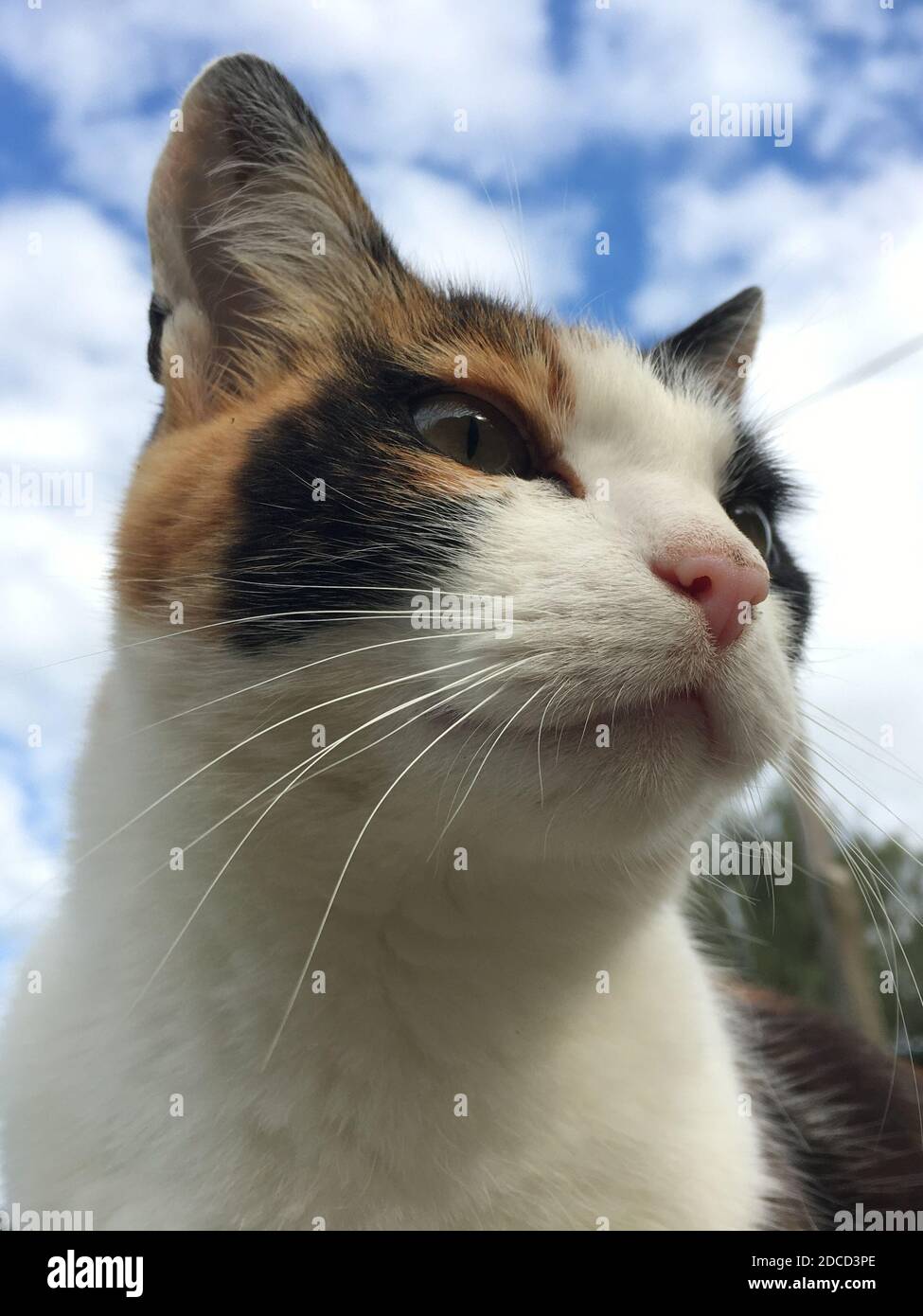 Beautiful fluffy tricolor purebred cat hi-res stock photography and ...