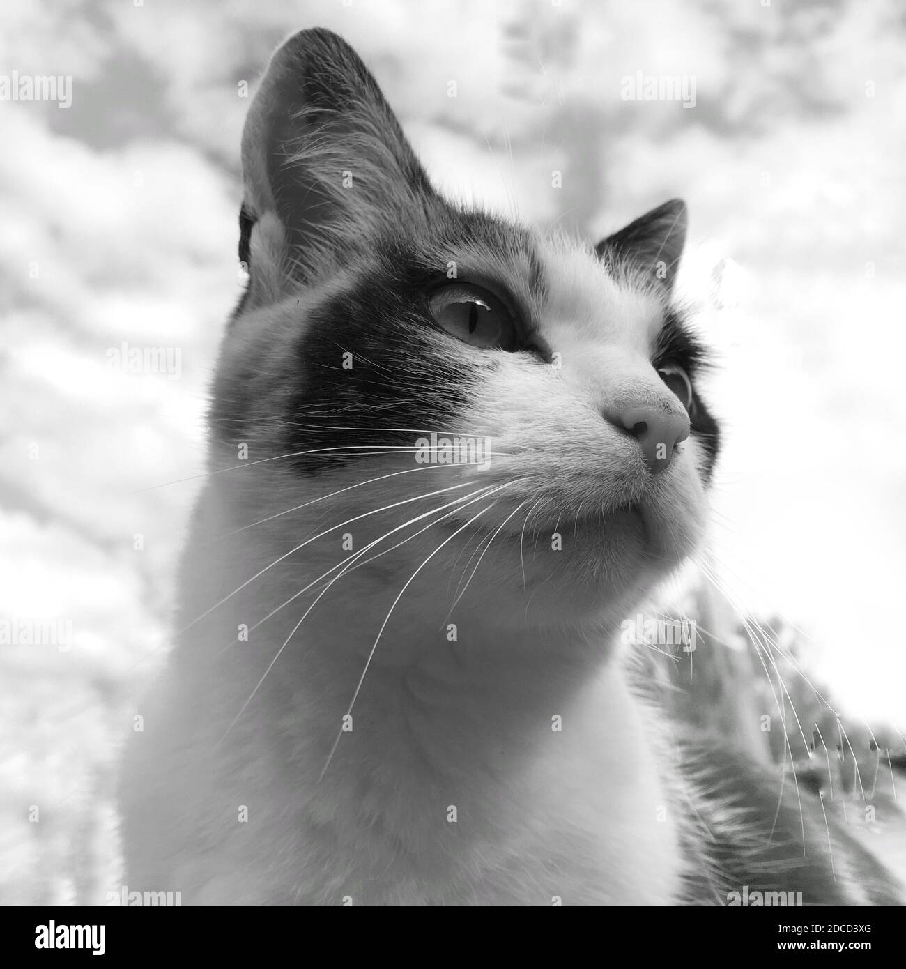 Black and white portrait bottom view of a cat close up Stock Photo - Alamy
