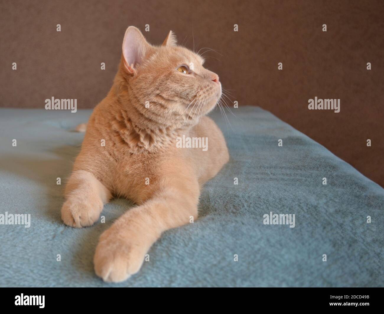 Adult domestic hi-res stock photography and images - Alamy