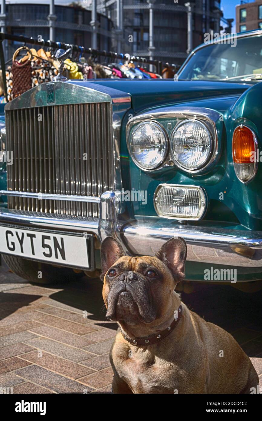 Great Britain / England /London / Pug with classic vintage Rolls Royce ...