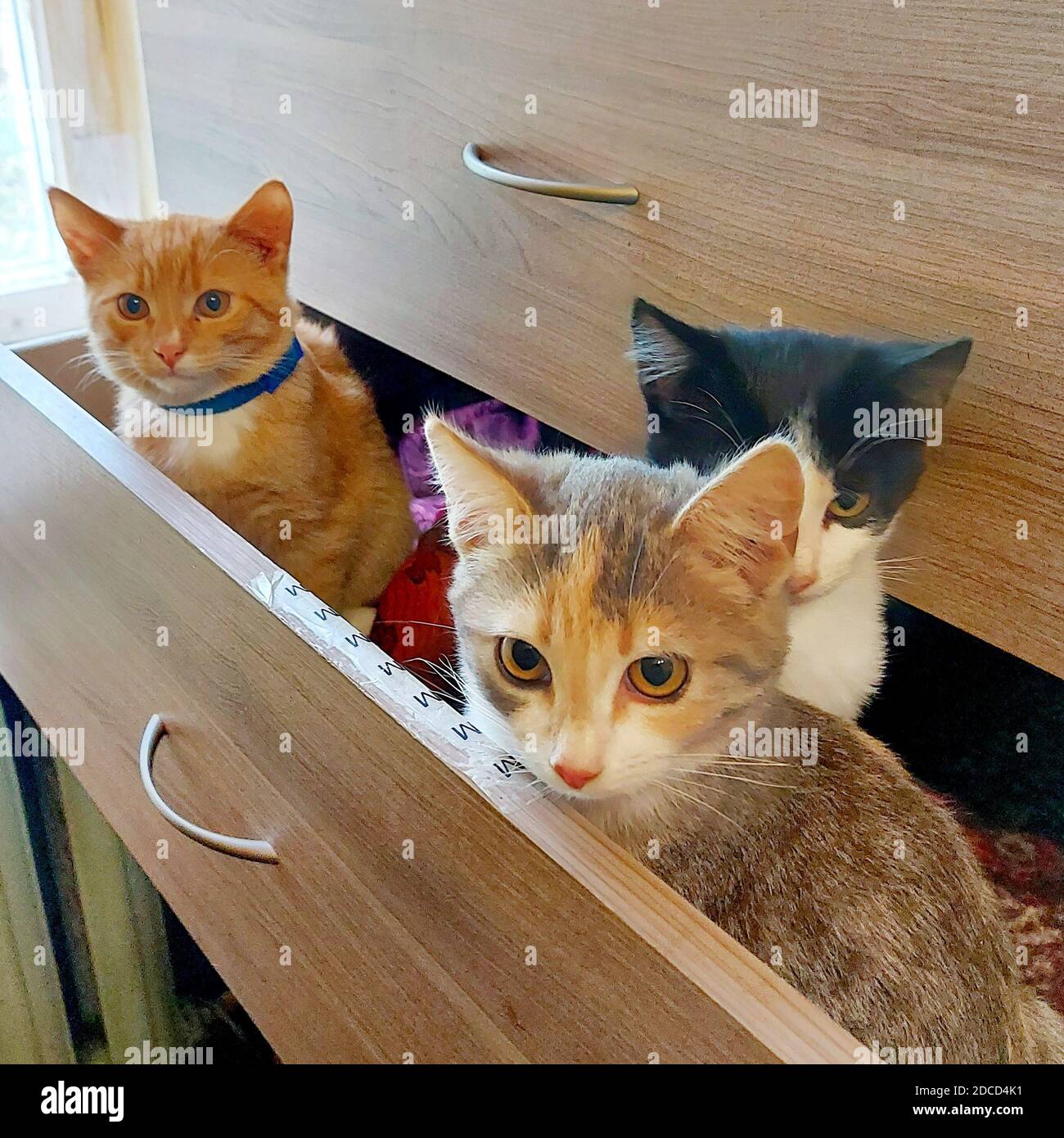 Three funny little kittens Stock Photo - Alamy