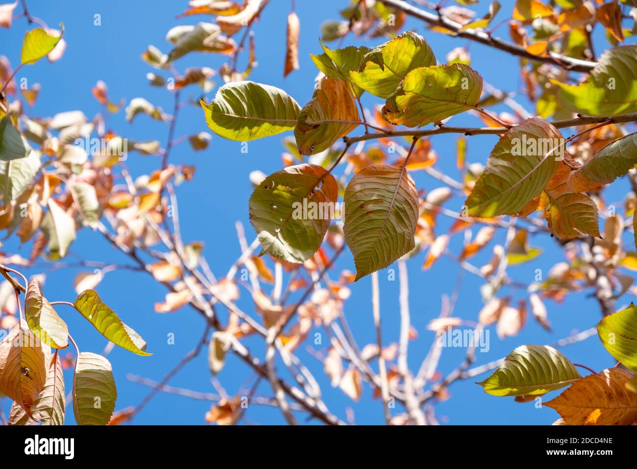 Cherry tree leaves hi-res stock photography and images - Alamy