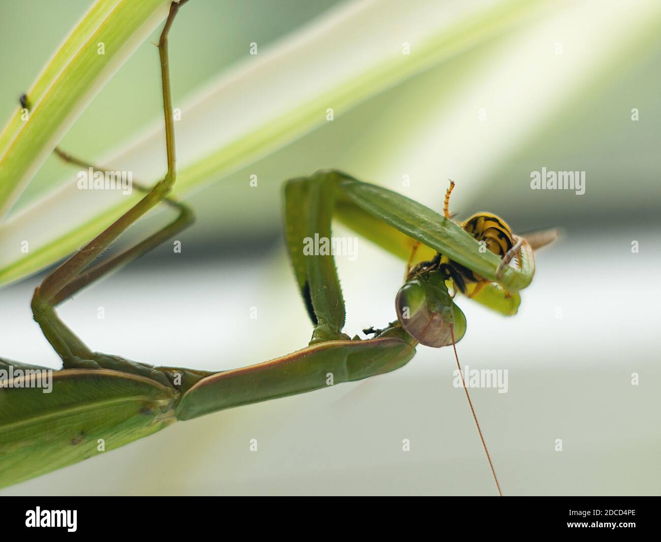 Predatory wasp closeup hi-res stock photography and images - Alamy