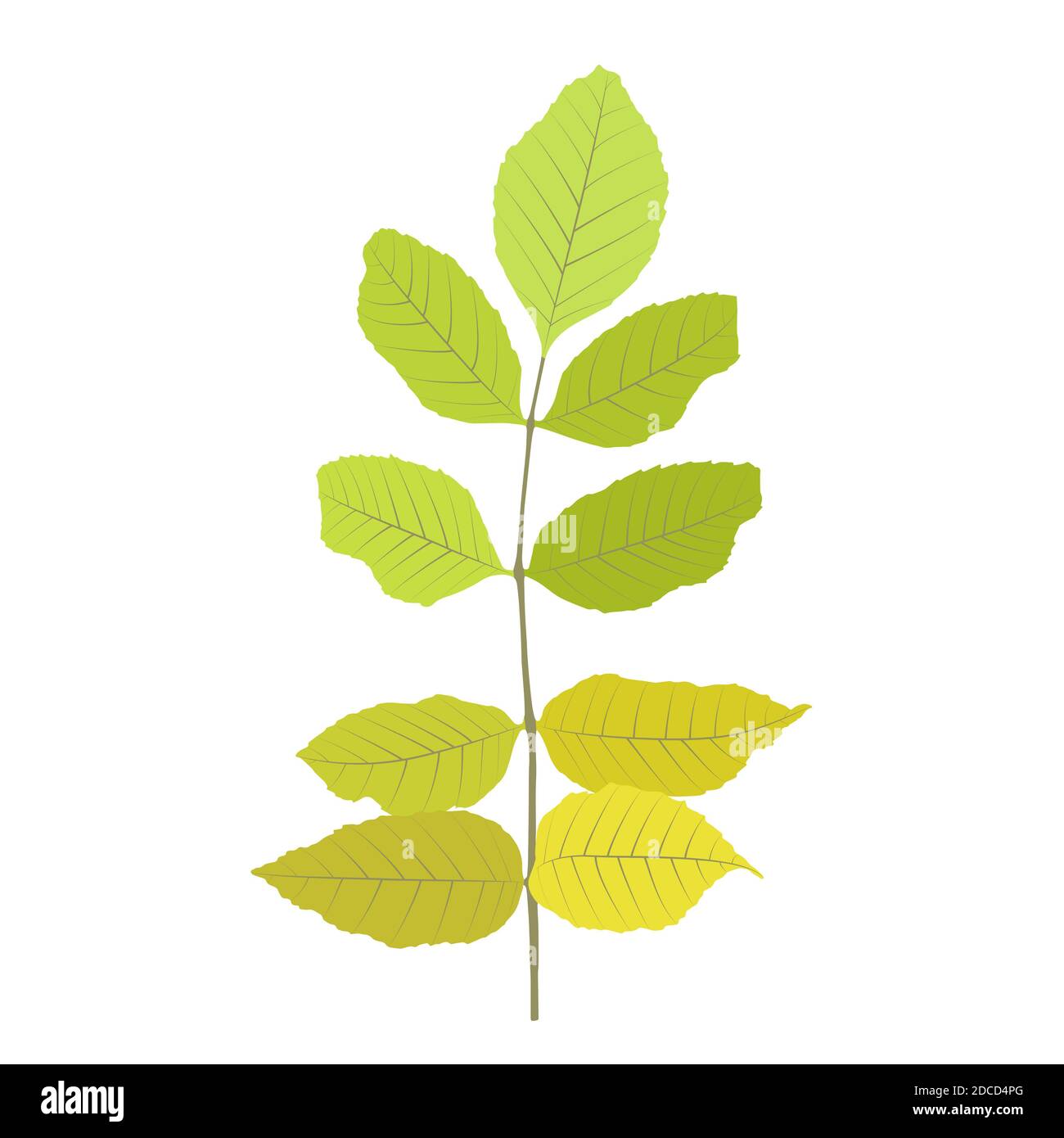 Naturalistic autumn leaves on White. Illustration Stock Photo - Alamy