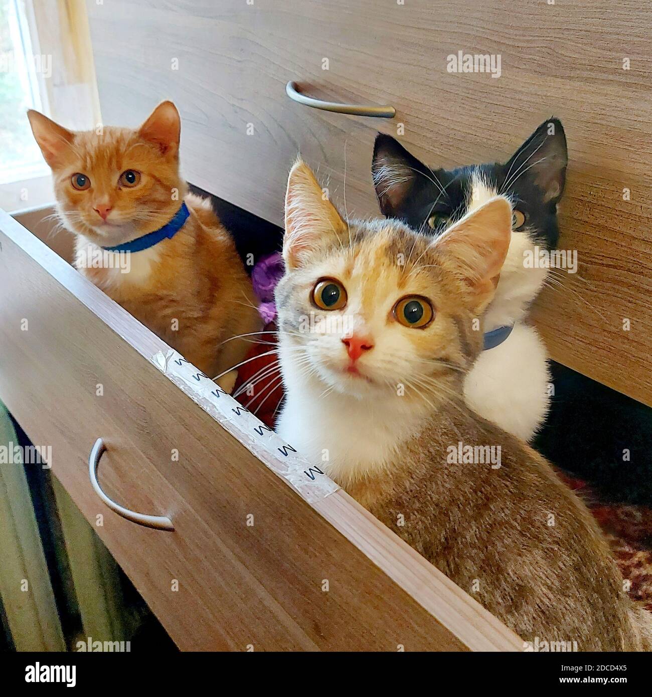 Cat sitting on the table hi-res stock photography and images - Alamy