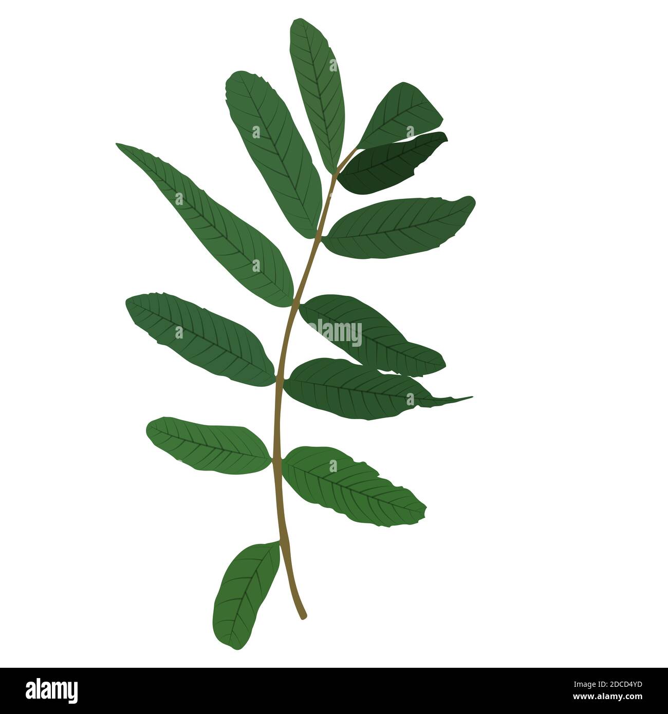 Naturalistic autumn leaves on White. Illustration Stock Photo - Alamy